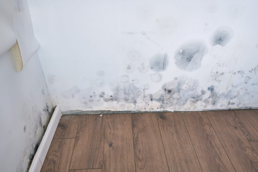 A Step-by-Step Guide to Removing Mold from Your Bathroom